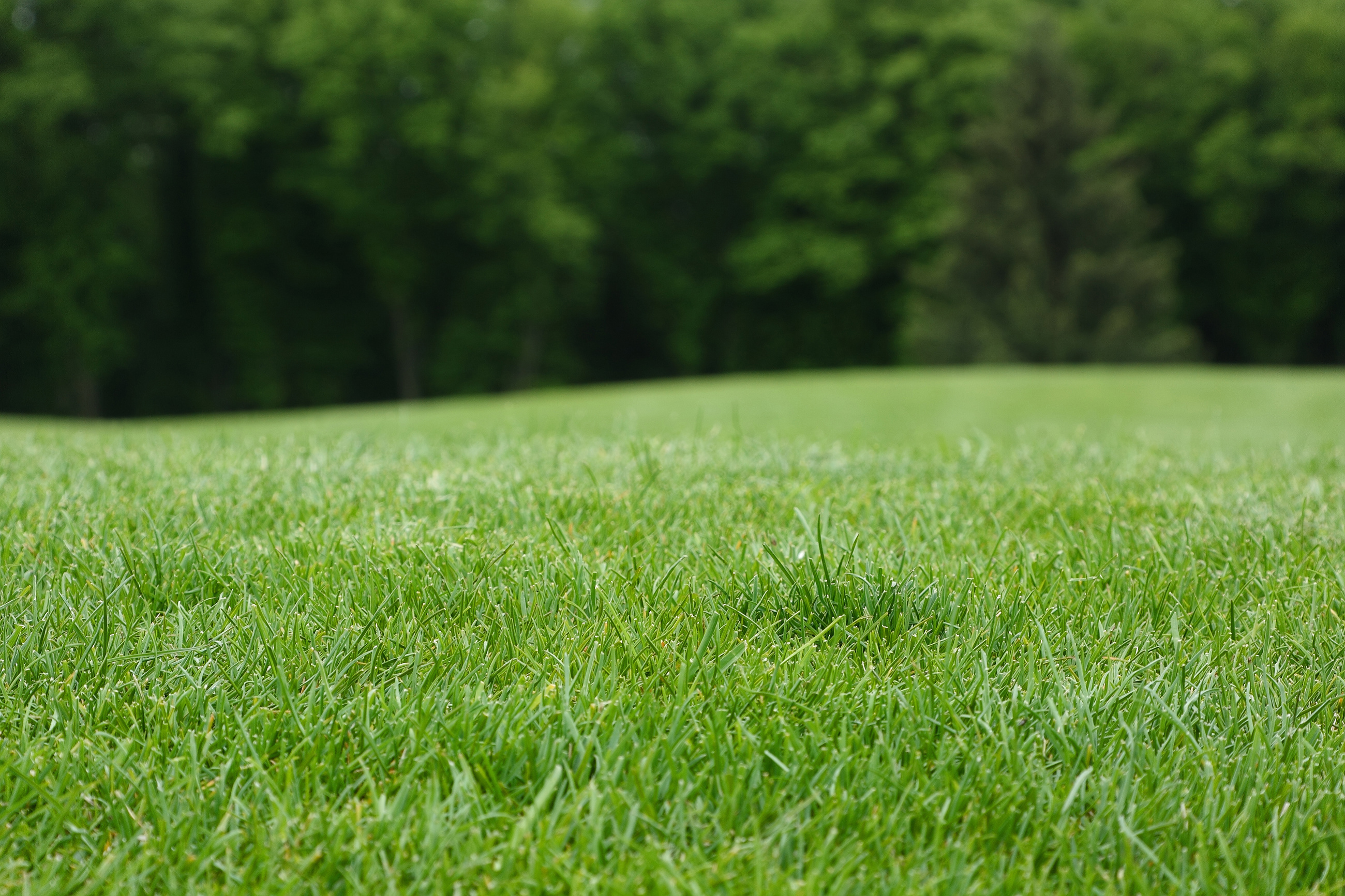 Lawn Health Care | Wickes/arborists, a Davey Co.