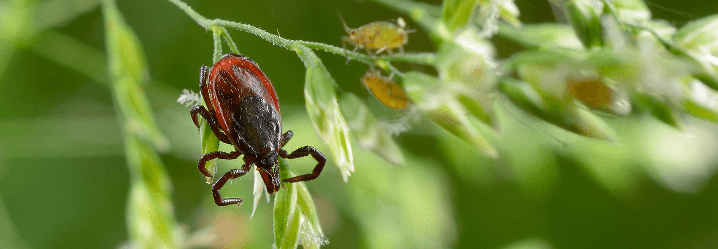 Tick Control Treatments | Wickes/arborists, a Davey Co.