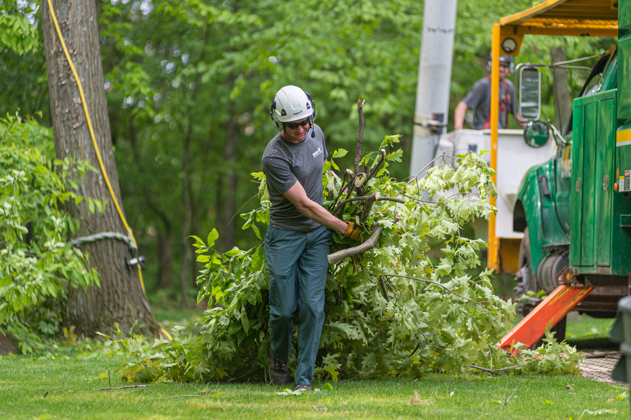 Tree Removal Services | Wickes/arborists, a Davey Co.