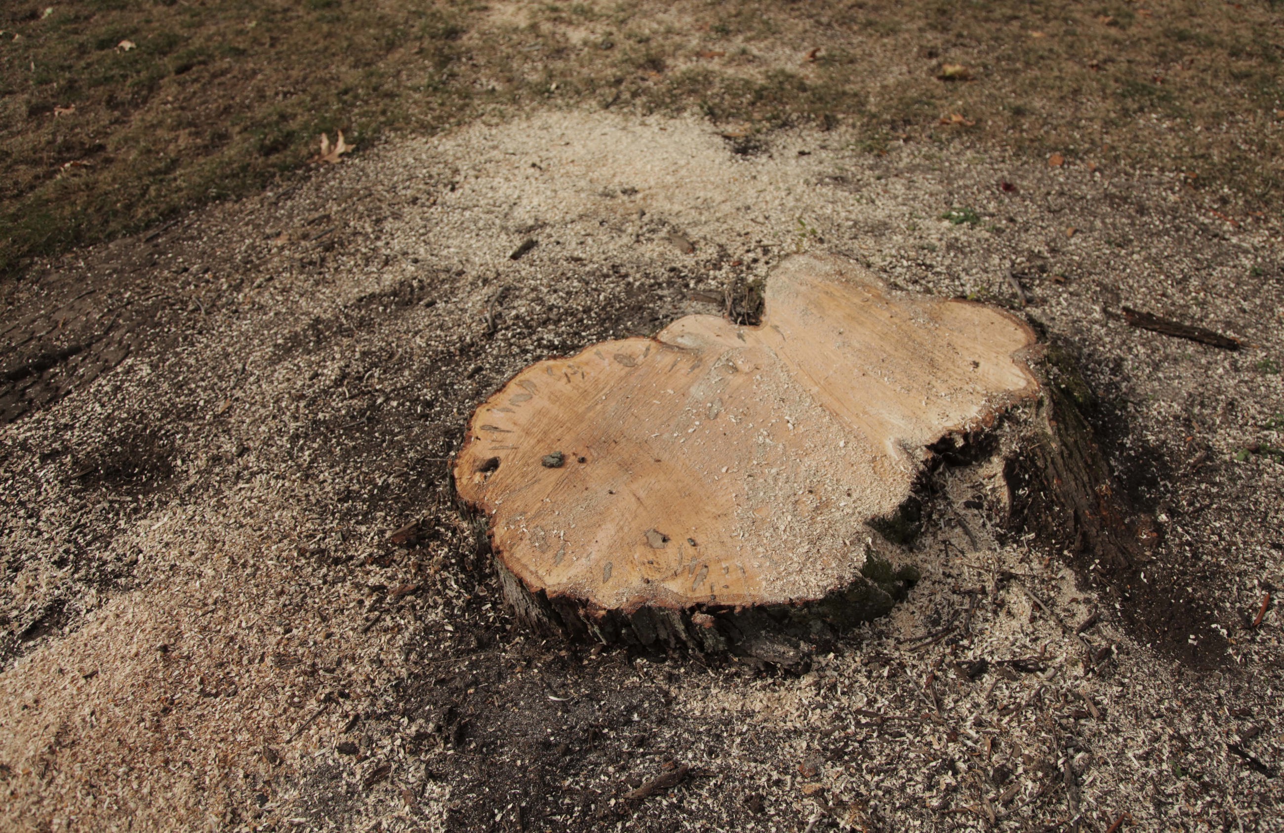 Tree Removal Services | Wickes/arborists, a Davey Co.