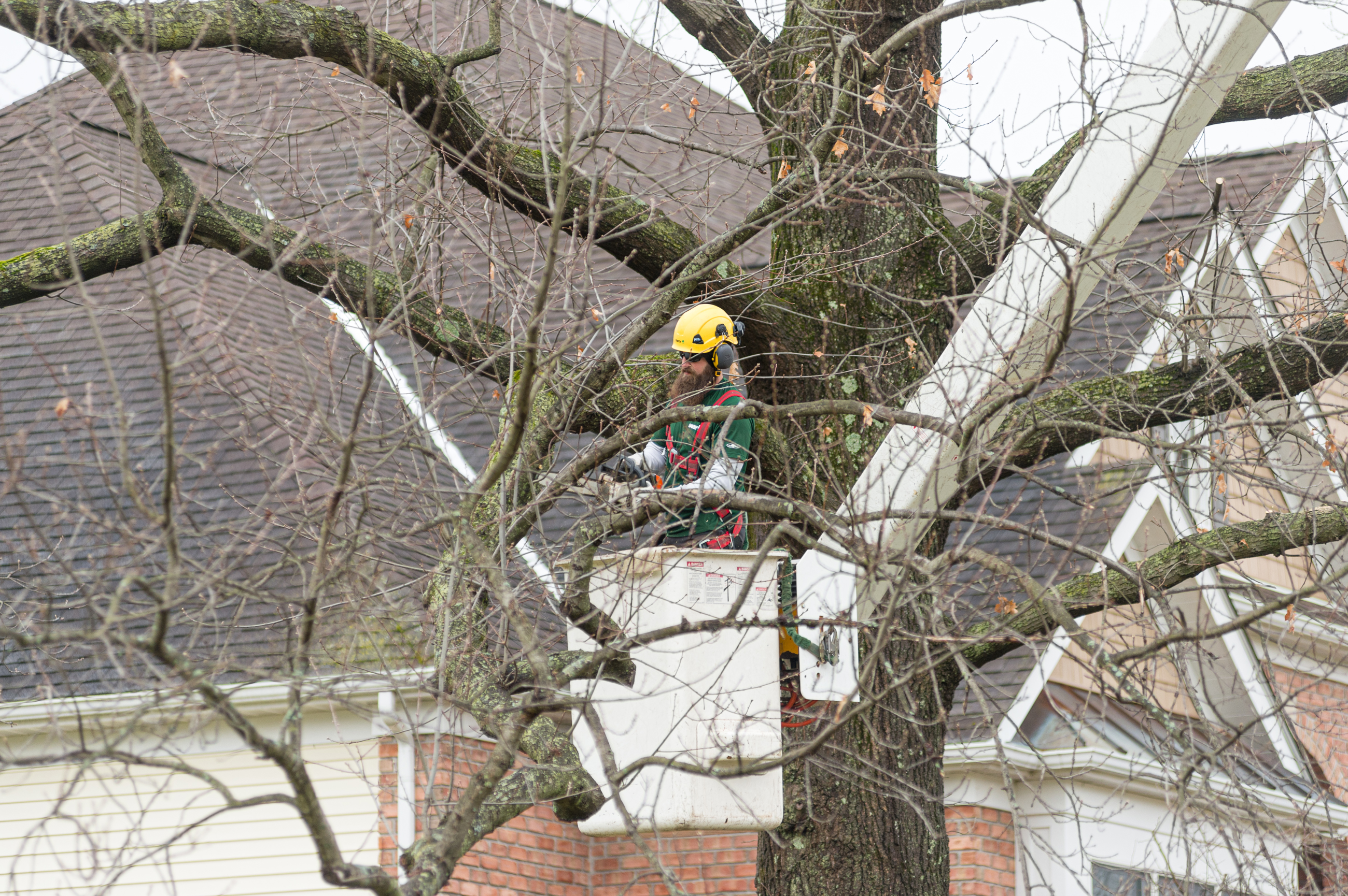 Schedule Dormant Pruning for Winter | Wickes/arborists, a Davey Co.